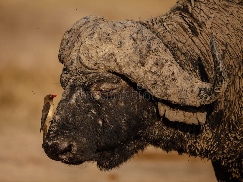 Oxpecker and Buffalo stock photo. Image of mammal, nature - 34735824