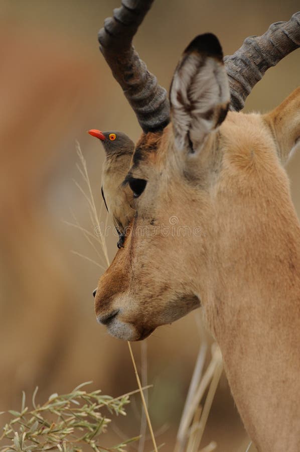 Oxpecker in the Face stock photo. Image of kruger, oxpeckers - 22216844
