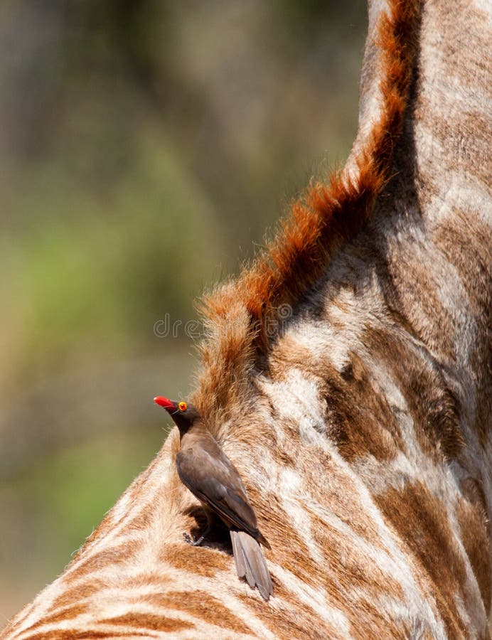 Oxpecker and Giraffe stock image. Image of neck, camelopardalis - 24108991