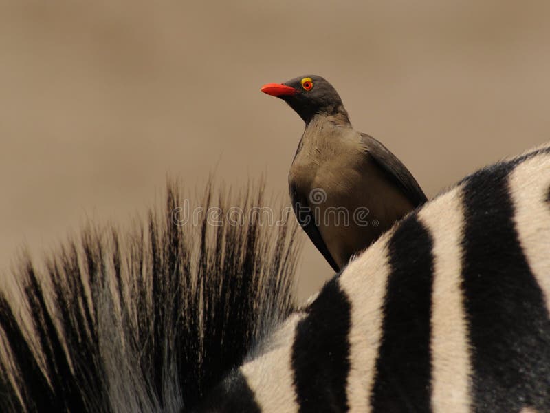 Oxpecker on a Zebra stock image. Image of animal, oxpecker - 21336959