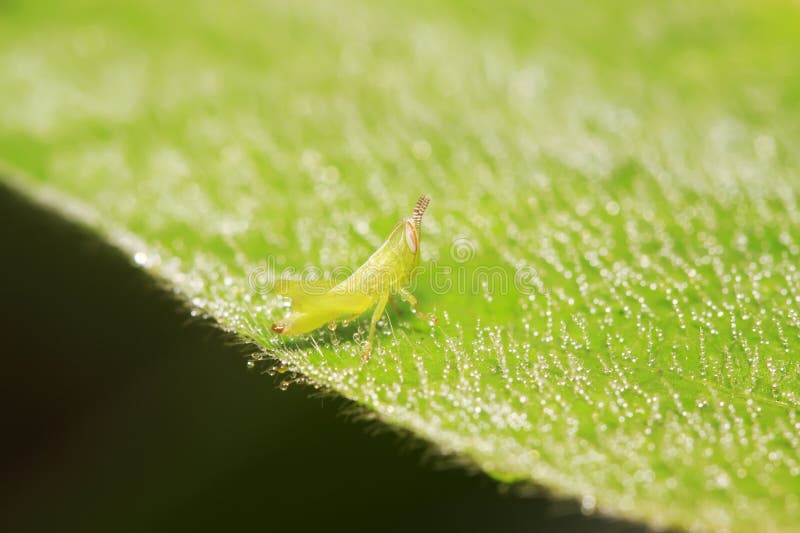 Oxyachinensis Nymphs on Plant Stock Photo - Image of vigilance, animal ...