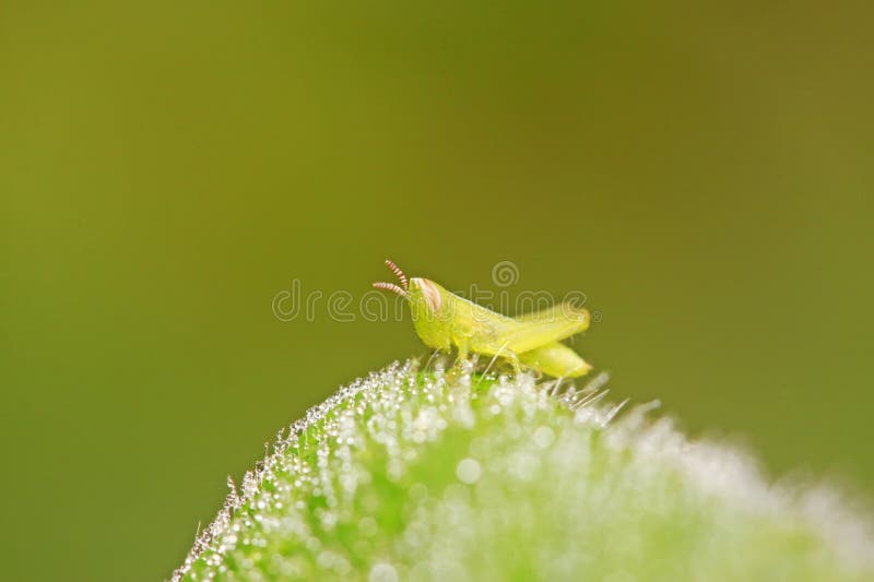 Oxyachinensis Nymphs on Plant Stock Photo - Image of natural, curious ...