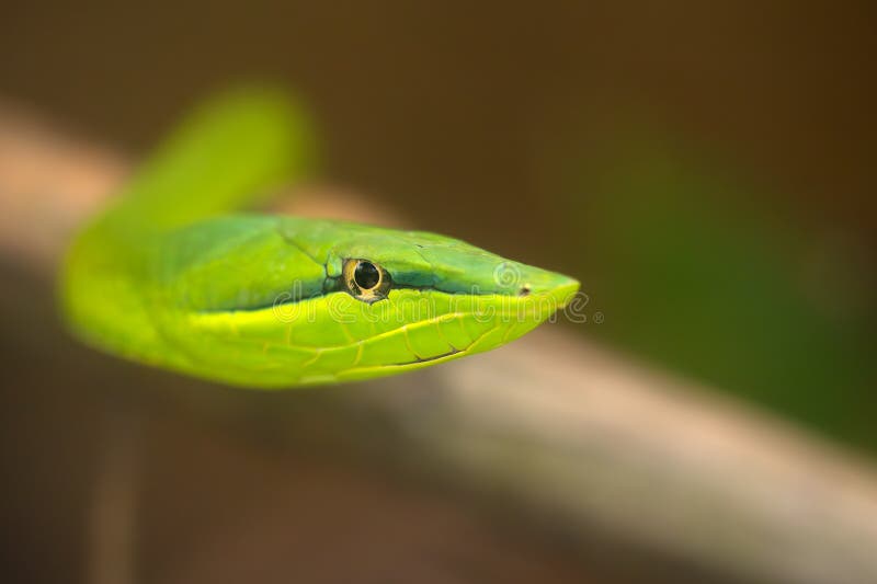 Oxybelis Fulgidus, Commonly Known As the Green Vine Snake or the ...
