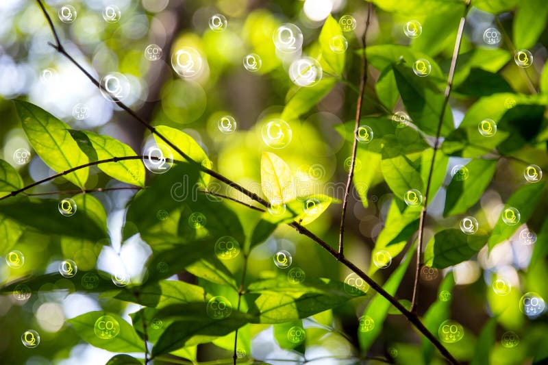 Oxygen Bubbles and Carbon Dioxide Drifting in the Bushes Symbol Caring ...