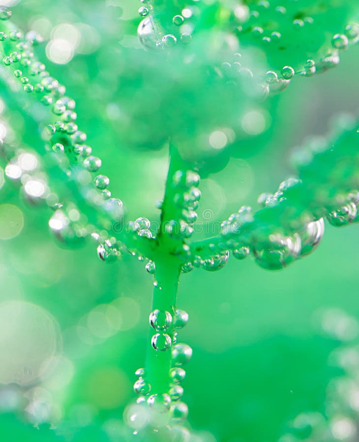 Oxygen Bubbles on a Green Plant Under Water Stock Photo - Image of ...