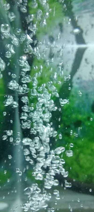 Fish Breathe on the Surface of the Water. Lack of Oxygen in Water Stock ...