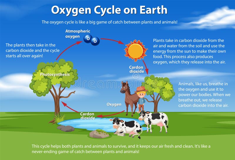 Oxygen Cycle on Earth Diagram Stock Vector - Illustration of world ...