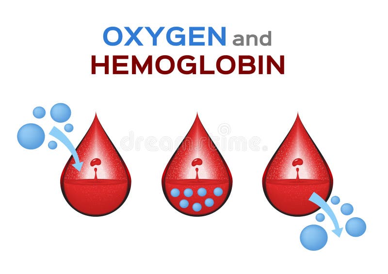 Oxygen and Red Blood Cell , Gas Exchange in Hemoglobin Vector Stock ...