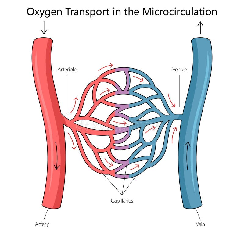 Diagram Oxygen Transport Diagram Medical Science Stock Illustration ...