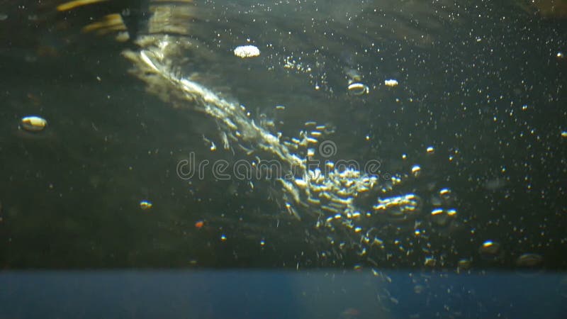 Air Bubbles in the Aquarium. a Red Parrot in an Aquarium Stock Video ...