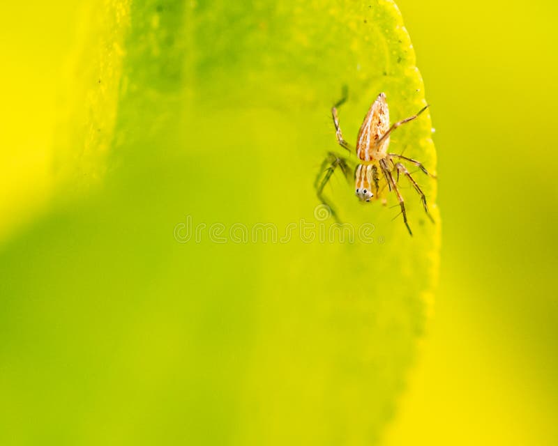 A Oxyopes Javanus Spider Resting Stock Photo - Image of fear, insect ...