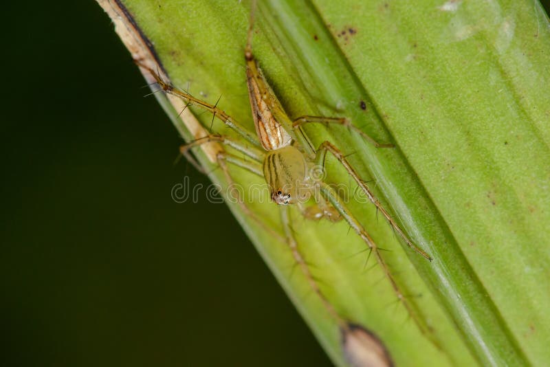 Oxyopes Javanus Throll on the Leaves Stock Photo - Image of beautiful ...