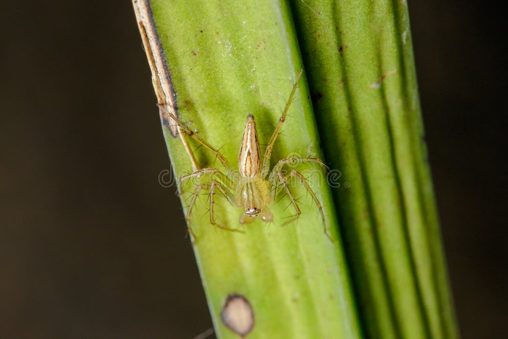 Oxyopes Javanus Throll on the Leaves Stock Image - Image of fauna ...