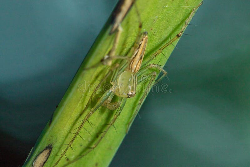 Oxyopes Javanus Throll on the Leaves Stock Image - Image of fauna ...