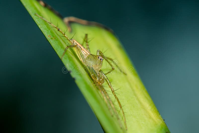 Oxyopes Javanus Throll on the Leaves Stock Image - Image of macro ...