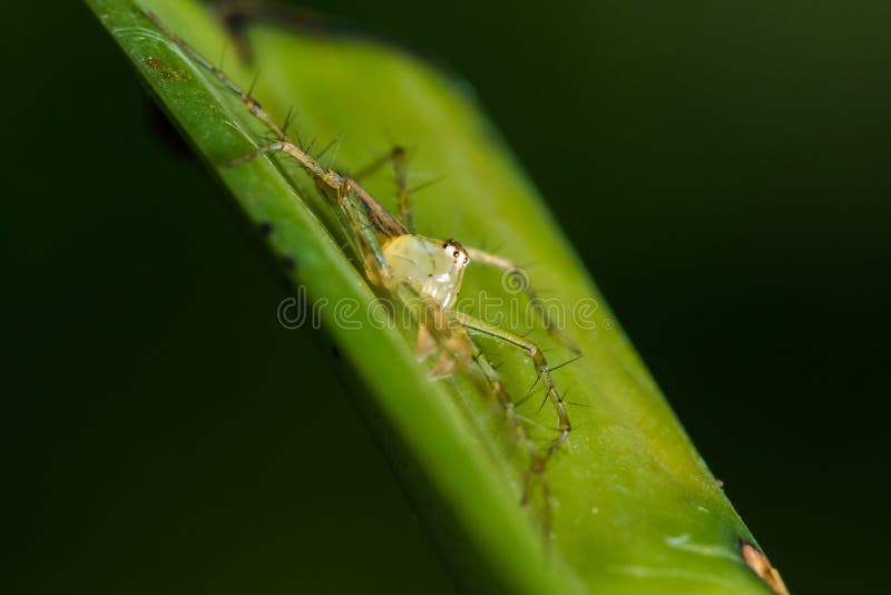 Oxyopes Javanus Throll on the Leaves Stock Photo - Image of leaves ...