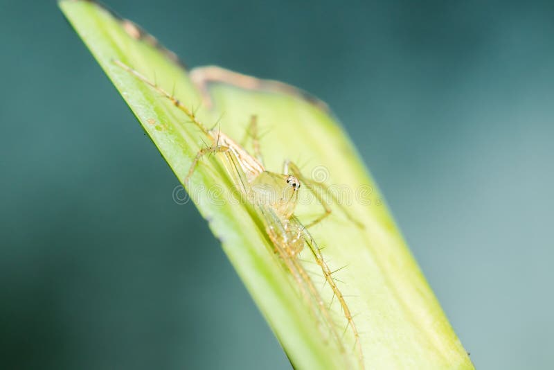 Oxyopes Javanus Throll on the Leaves Stock Image - Image of beautiful ...