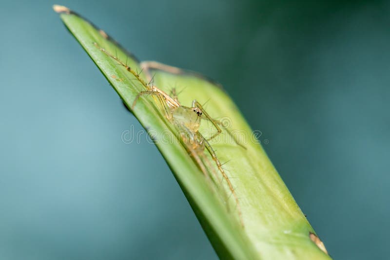 Oxyopes Javanus Throll on the Leaves Stock Image - Image of colorful ...