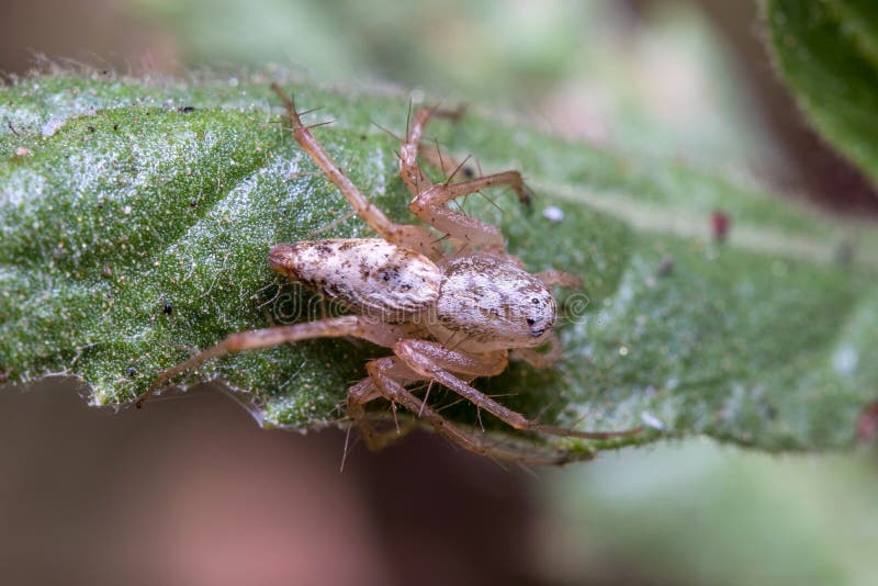 Oxyopes Lynx Spider Resting on a Green Leaf Under the Sun Stock Image ...