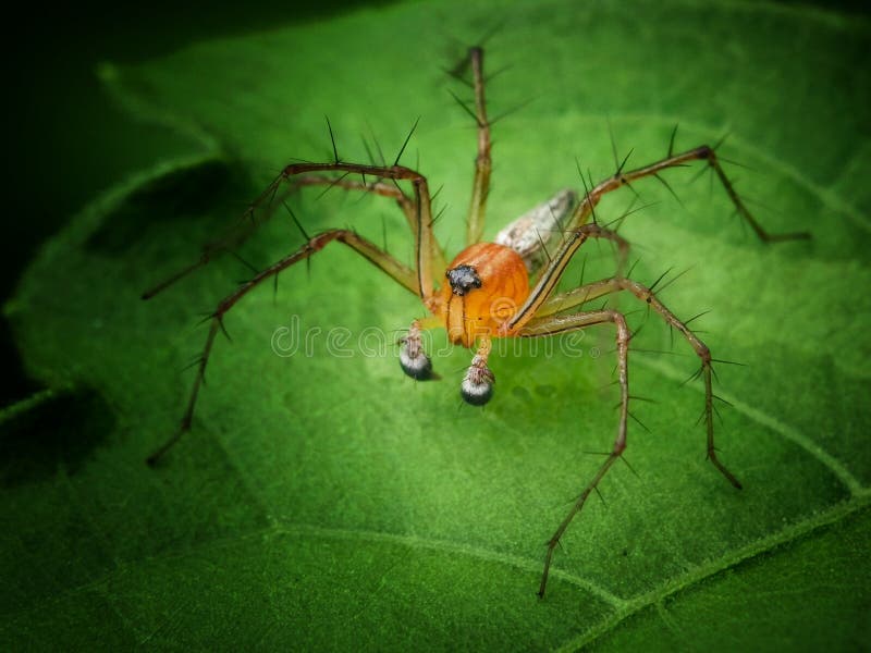 Oxyopes Salticus is a Species of lynx Spider, Commonly Known As the ...