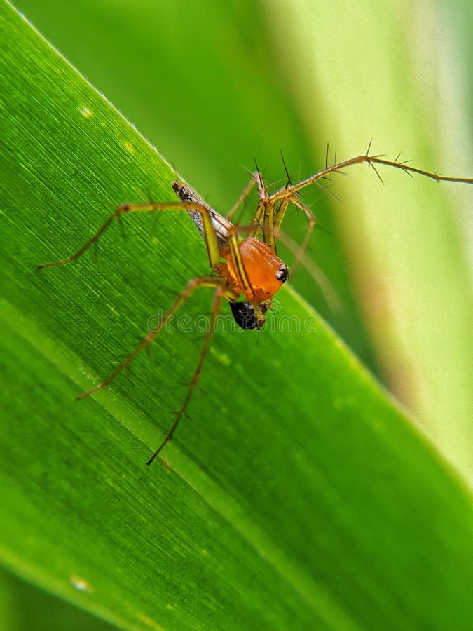 Oxyopes Salticus Striped Lynx Spider is a Species of Spider Stock Image ...