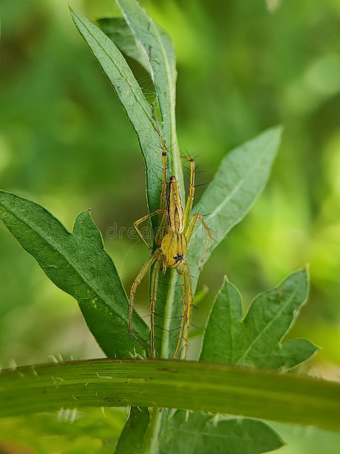 Oxyopes Salticus is a Species of Lynx Spider, Commonly Known As the ...