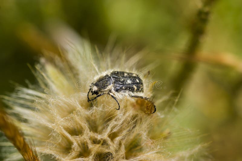 Oxythyrea funesta stock image. Image of head, arthropod - 32580791