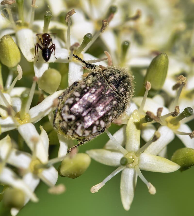 Oxythyrea-funesta in Einer Wiese Stockbild - Bild von schale ...