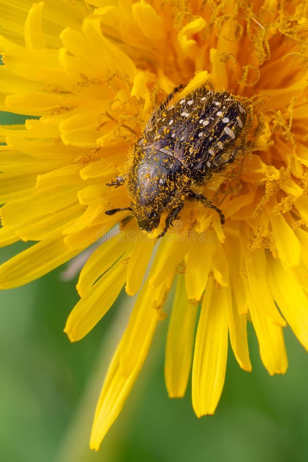 Oxythyrea funesta stock photo. Image of funesta, dandelion - 52717608