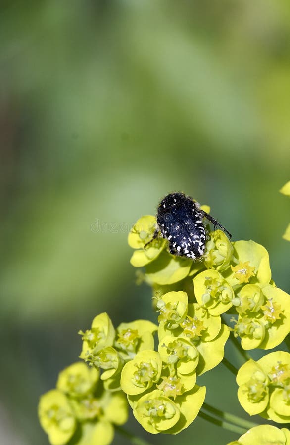 Oxythyrea Funesta in a Meadow Stock Photo - Image of green, beautiful ...