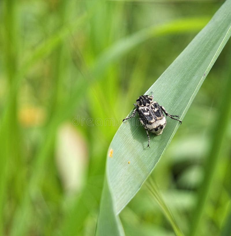 Oxythyrea funesta stock image. Image of beautiful, detail - 53806017