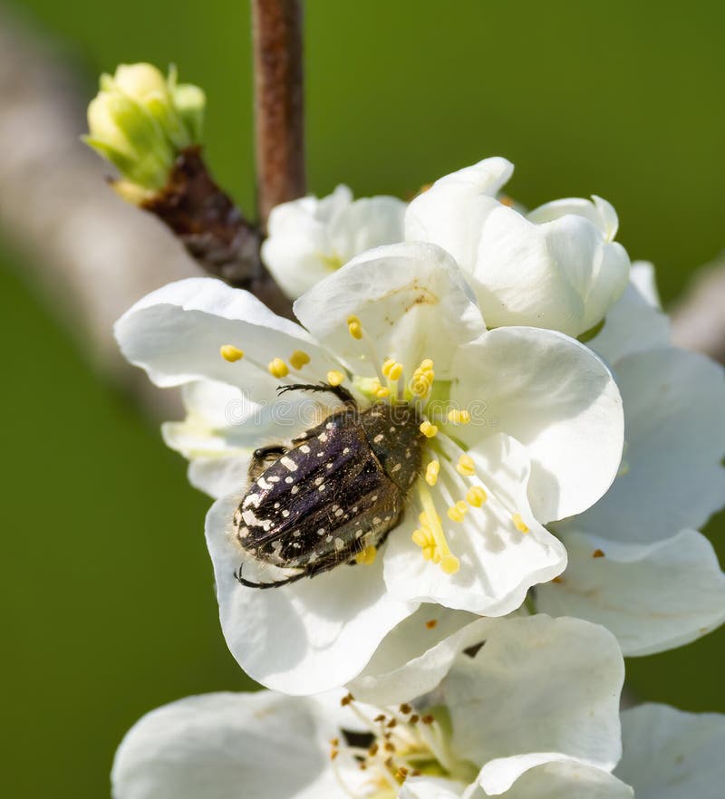 Oxythyrea Funesta in a Meadow Stock Photo - Image of white, wildlife ...