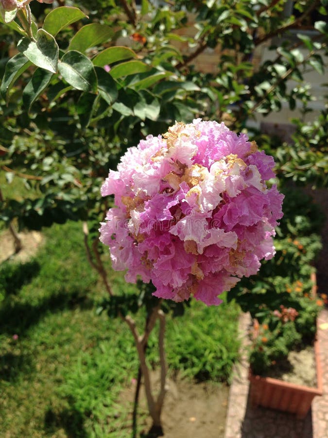 Oya blossom stock photo. Image of garden, spring, shrub - 43108796