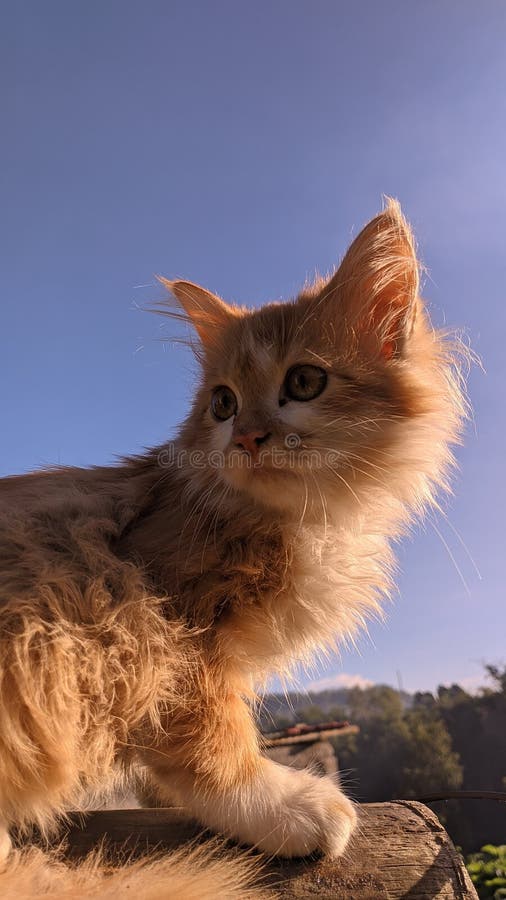 INDONESIAN LITTLE ORANGE CAT Stock Image - Image of 0650, bajawa: 275278883