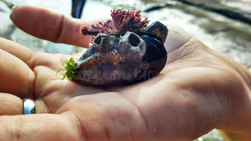 Dead Barnacles stock photo. Image of dock, aqua, barnacles - 70772876