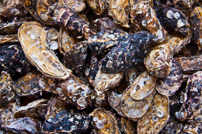 Live Sydney Oysters on Rocks in Sunlight Stock Image - Image of oyster ...