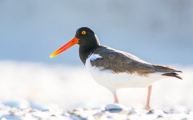 The Oyster Catcher Bird stock image. Image of coastal - 21512359