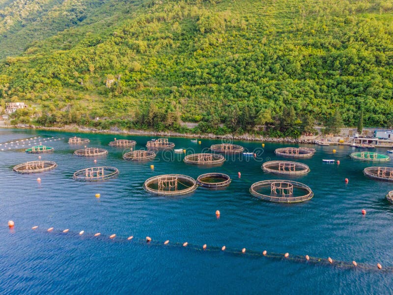 Oyster Farm in the Mediterranean. Montenegro, Kotor Stock Photo - Image ...