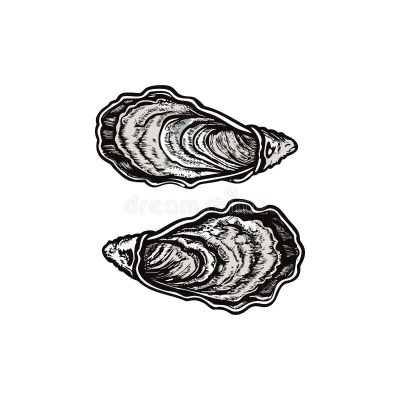 Oyster Hand Drawing. Oyster Vector Illustration Stock Vector ...