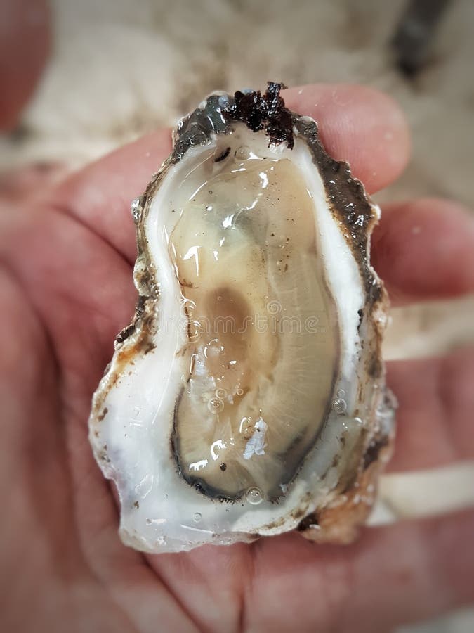 Oyster. Hand Holding a Large Open and Juicy Oyster in the Shell. Stock ...