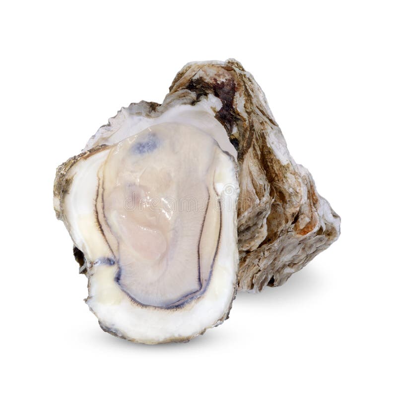 Oyster Isolated on White Background Stock Image - Image of closeup ...