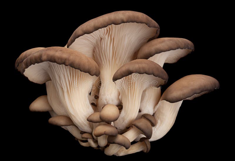 1,417 Black Oyster Mushroom Stock Photos - Free & Royalty-Free Stock ...