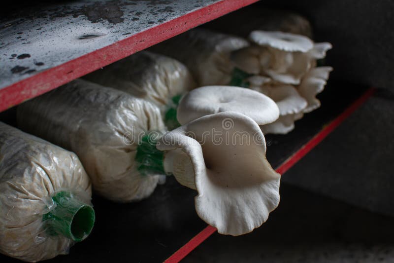 Oyster Mushroom in Mushroom Cultivation Farm Stock Image - Image of ...