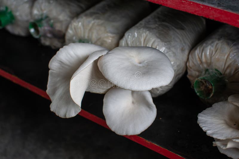 Oyster Mushroom in Mushroom Cultivation Farm Stock Image - Image of ...