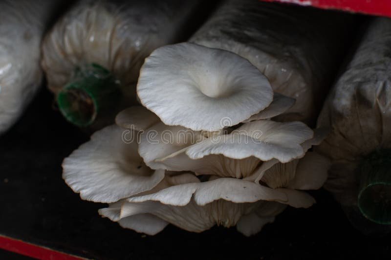 Oyster Mushroom in Mushroom Cultivation Cultivation Farm Stock Photo ...