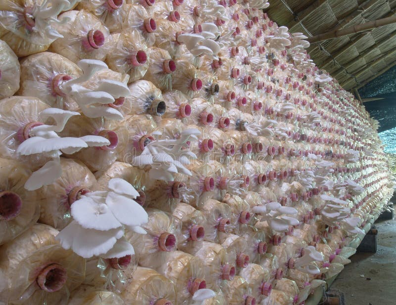 The Oyster Mushroom farm stock photo. Image of farm, farming - 74062918