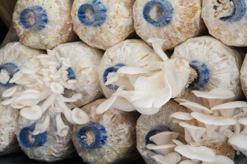 Oyster mushroom farm stock image. Image of ripe, champignon - 40967563