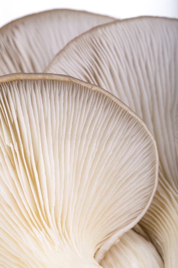 1,024 Pattern Mushroom Gills Stock Photos - Free & Royalty-Free Stock ...