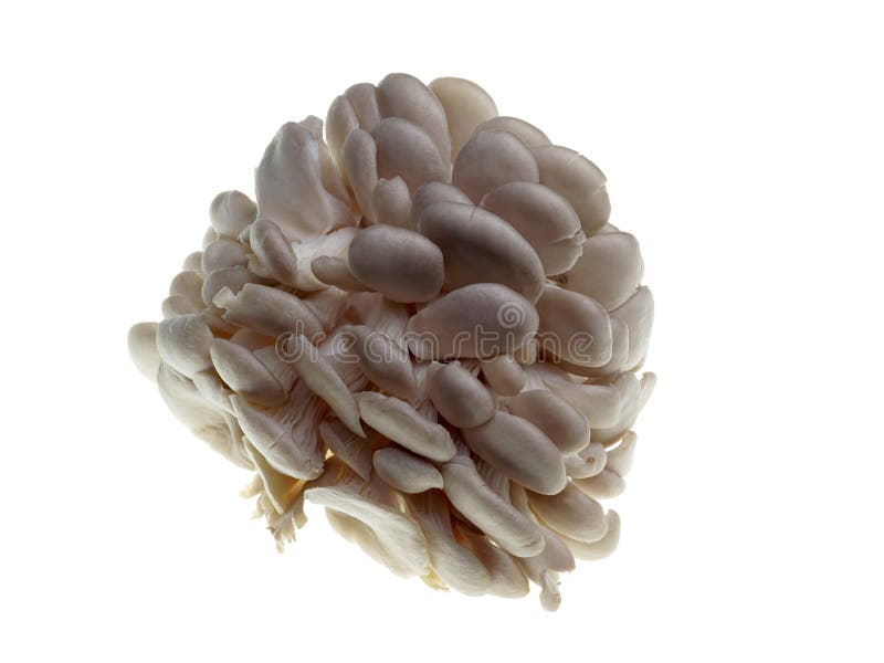 Oyster mushroom stock photo. Image of garden, oyster - 41122932