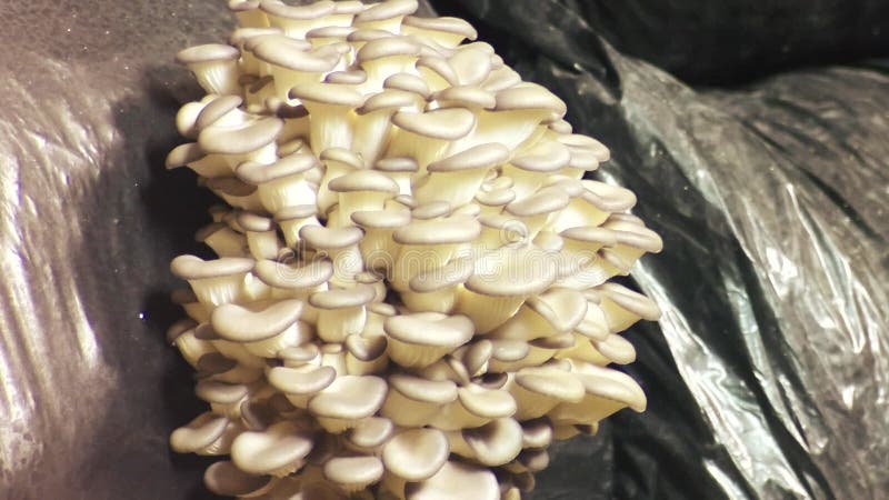 Oyster Mushroom Time Lapse Edible Mushrooms Macro Footage Stock